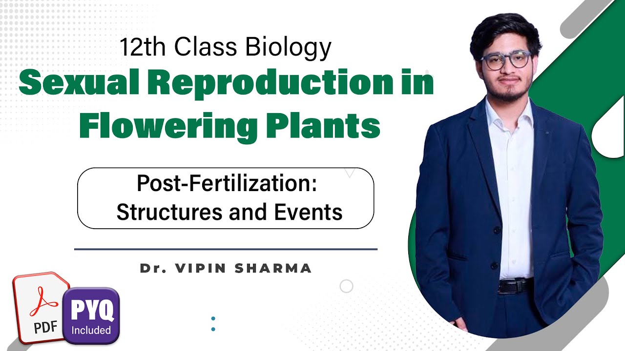 L4: Post Fertilization Events | Sexual Reproduction in Flowering Plants ...