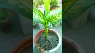 🌱big leaves indoor plants 🍀🍀 #gardening #shorts #youtubeshorts