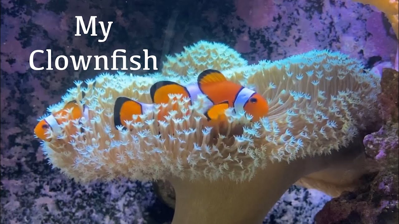 Enjoy 4 Minutes of my Clownfish - YouTube
