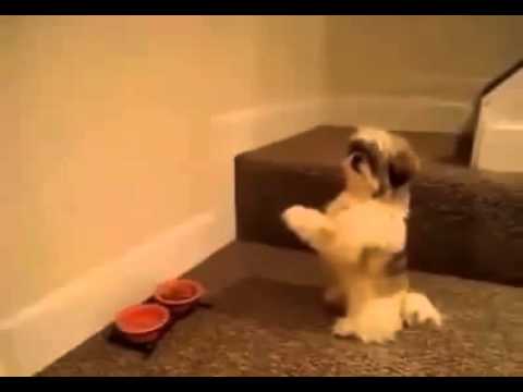 Yemeğini yemeden önce dua eden köpek (VİNE)