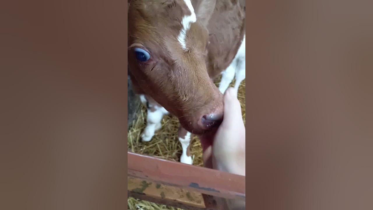 Malo tele prosto uživo #krava - YouTube