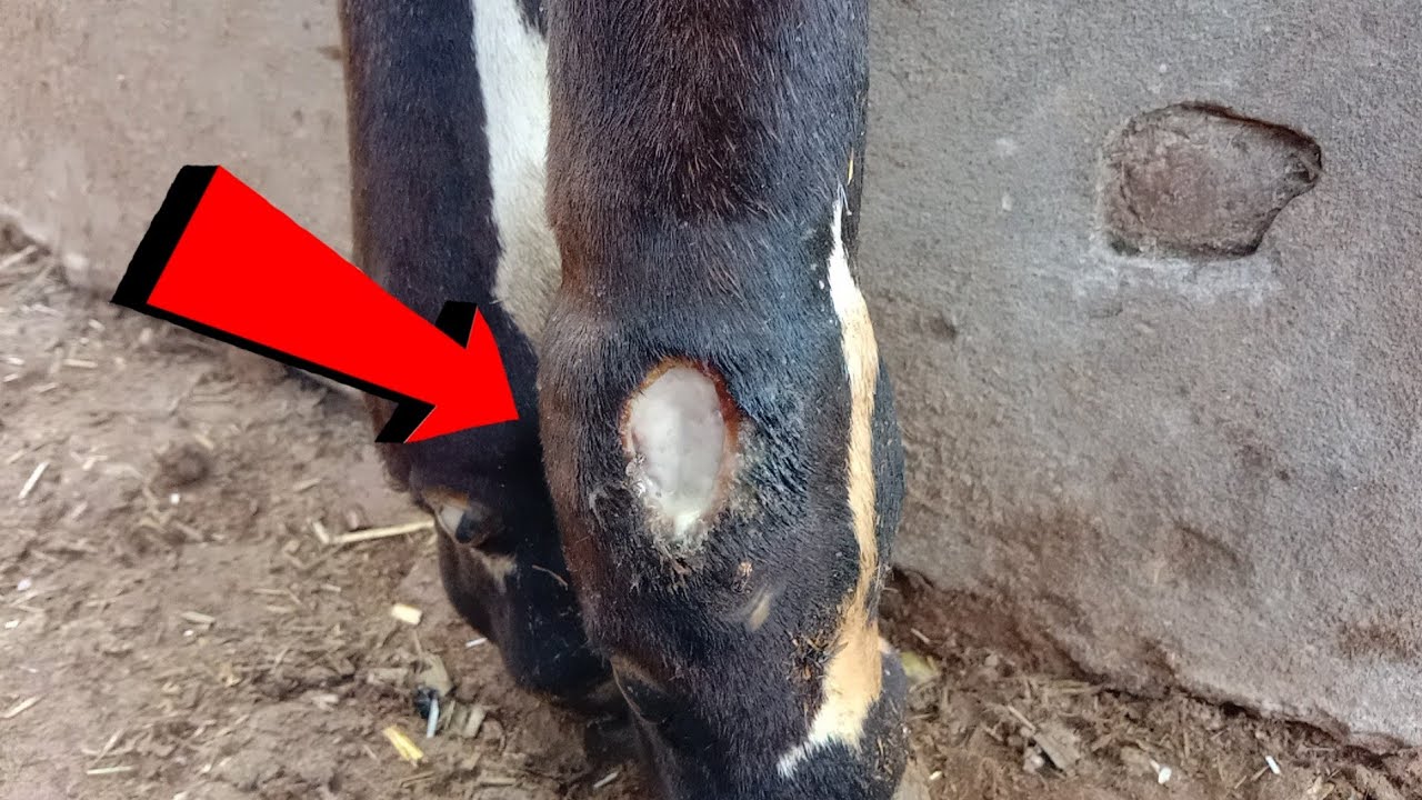 Rescue a small Beautiful Cow baby|Leg problem| #rescue #animals - YouTube