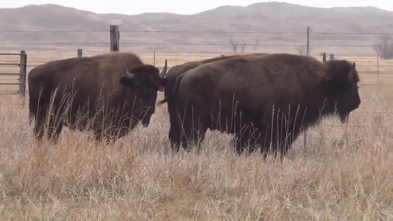 Lots 10 & 11 - McGinley Ranch Yearling Production Bulls - YouTube