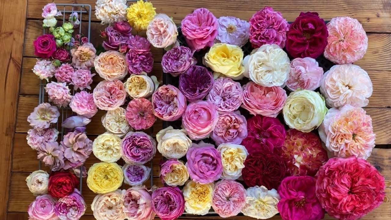 🔴Most Beautiful ROSES Collection - YouTube