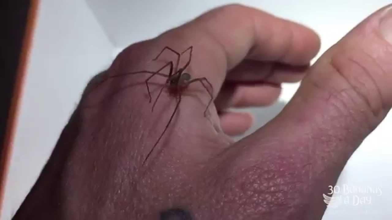 Brown Recluse Spider On My Hand - YouTube