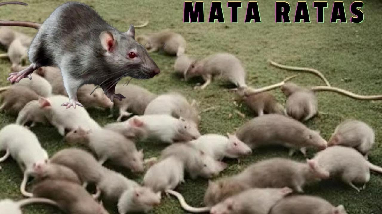 MATA Ratones y Ratas de una vez por todas, Esto parece una( BOMBA )para ...