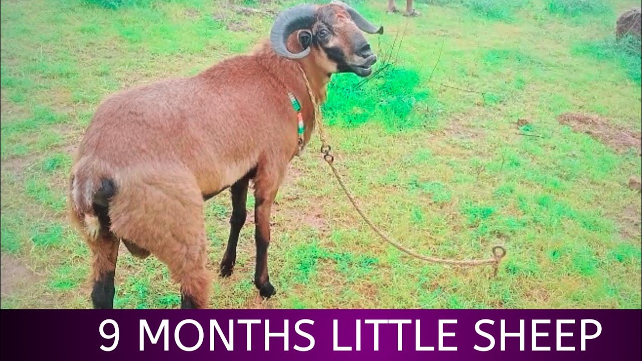 FIGHTER SHEEP FARM MARHAPALI IN ODISHA || 9 MONTHS LITTLE SHEEP||THIS ...
