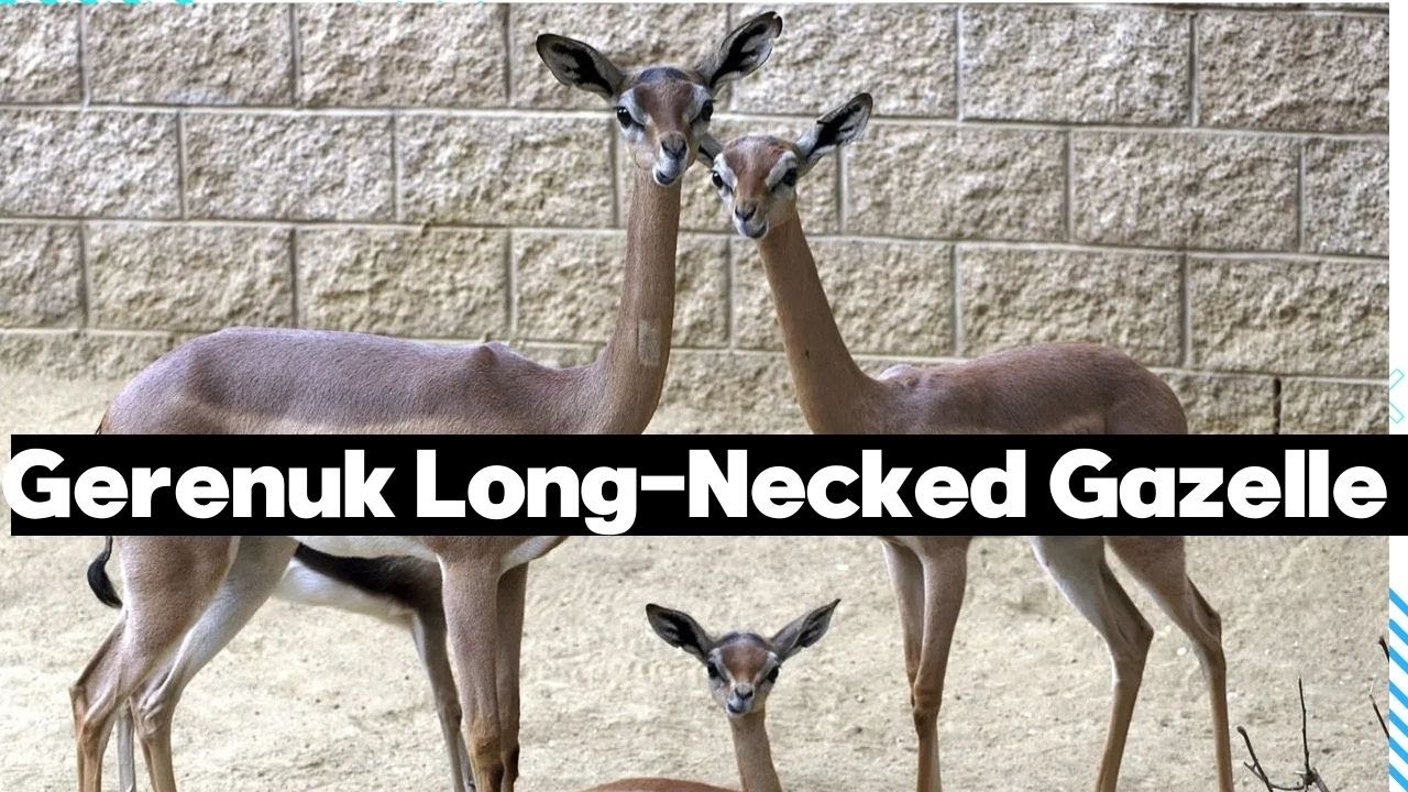 Gerenuk Antelope: Evolution's Long-Necked Wonder - YouTube