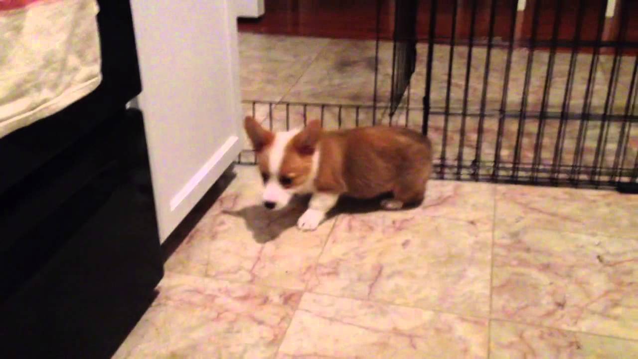Corgi pup goes crazy for a piece of food - YouTube