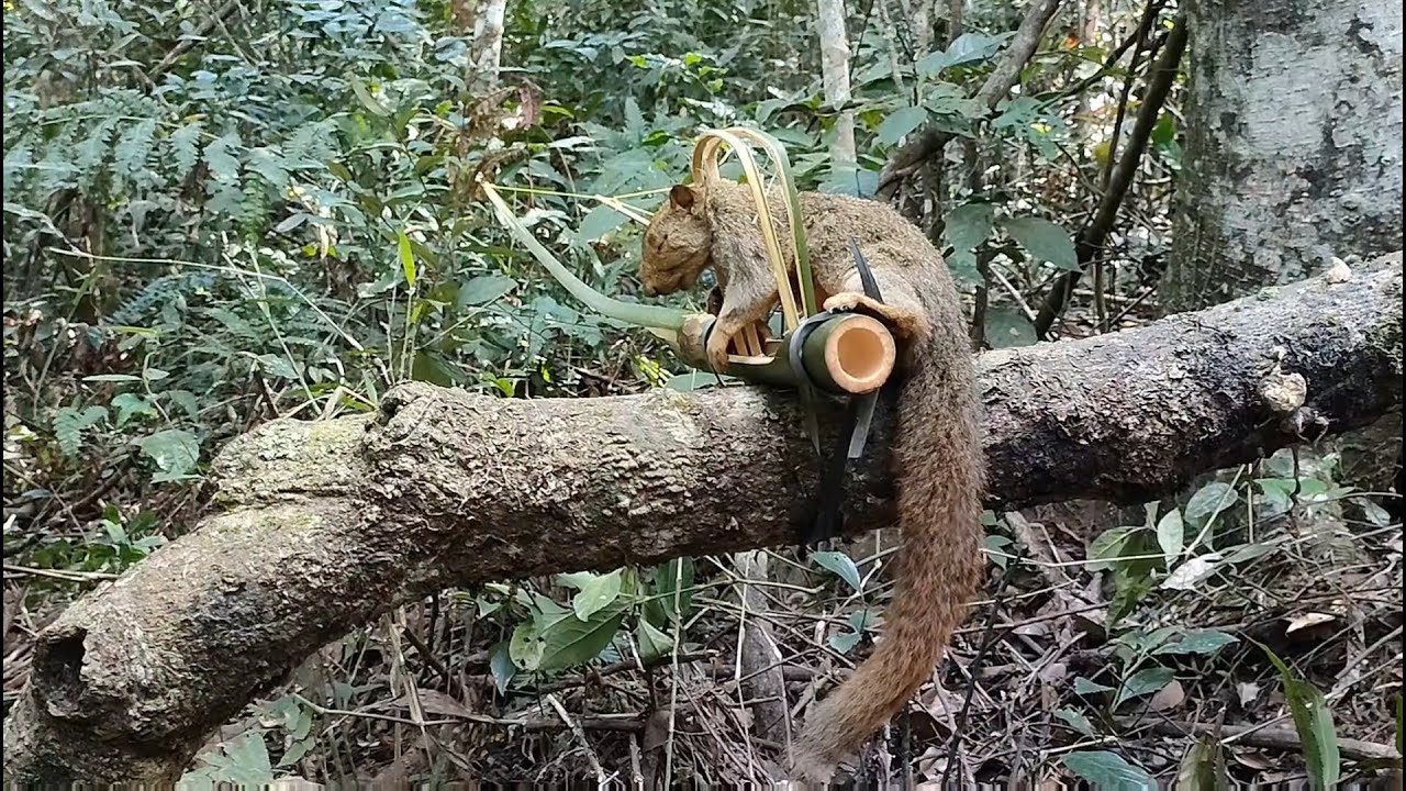 Wild trap create Amazing bamboo trap to catch squirrel in the Jungle ...