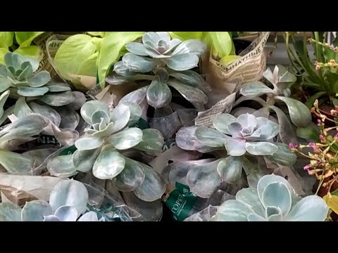 Ростов-на-Дону, Леруа Мерлен на Доватора - первая часть - YouTube