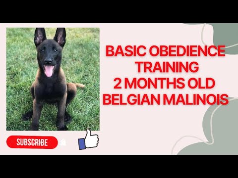 BASIC OBEDIENCE TRAINING, 2 MONTHS OLD BELGIAN MALINOIS. #belgianmalinois #2months # ...