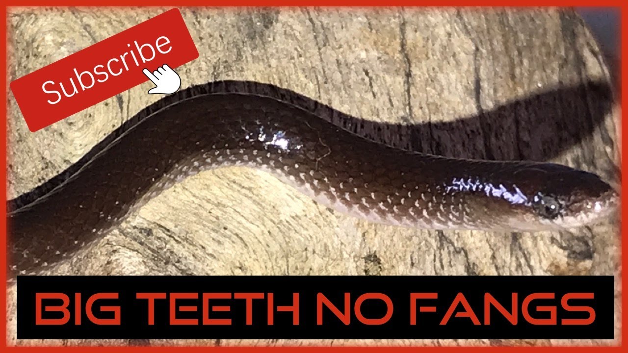 BIG TEETH NO FANGS - WOLF SNAKE - YouTube