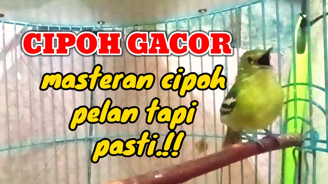 CIPOH GACOR || PANCINGAN CIPOH BAHAN SUSAH GACOR. - YouTube