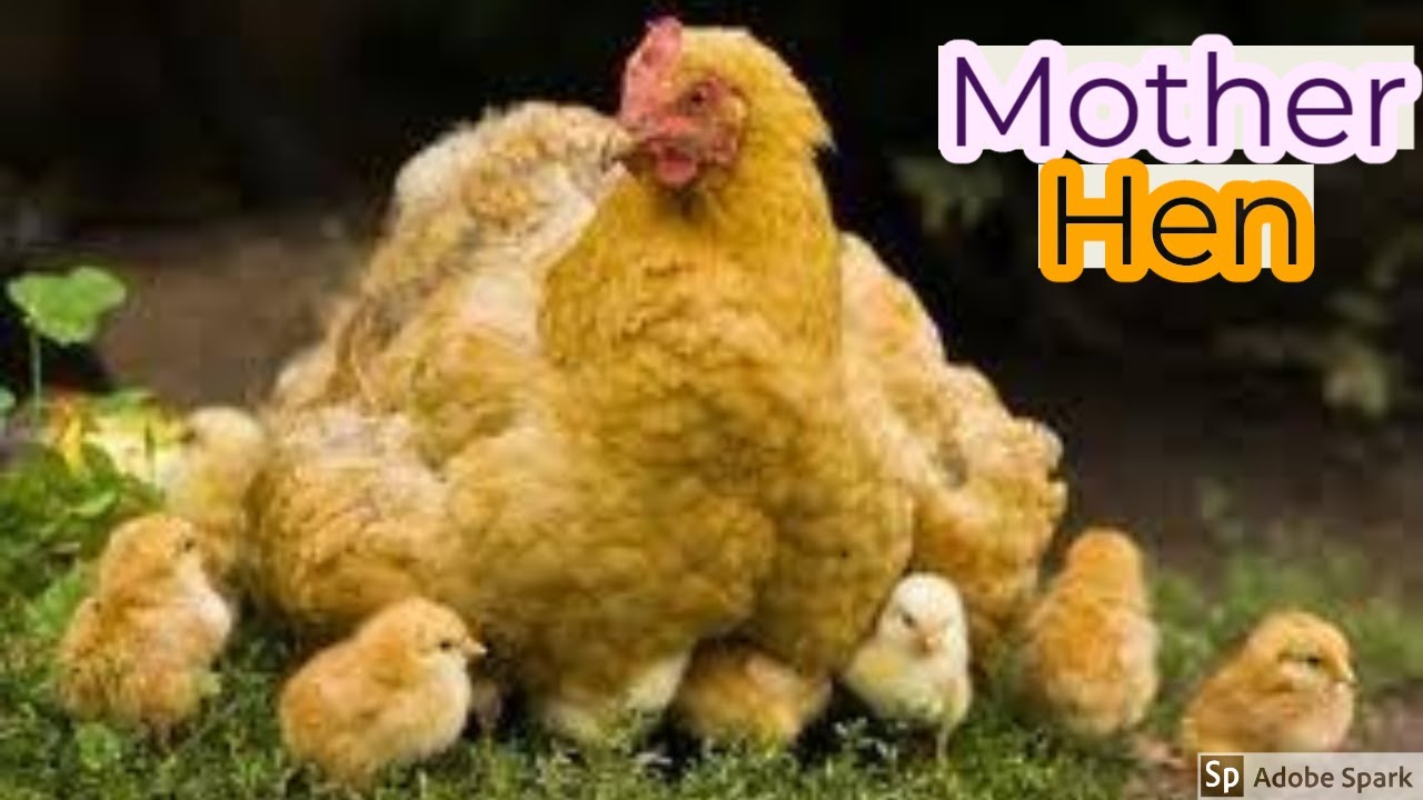 Busy Mother Hen | Bedtime Stories for kids| Age 0-3 - YouTube