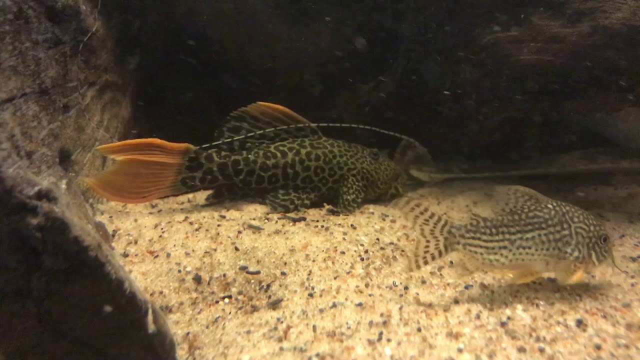 L600 Pleco, Pseudacanthicus leopardus - YouTube
