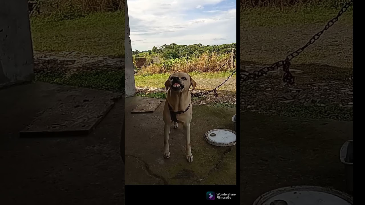 El perro que se ríe 🤣🤣🤣 - YouTube