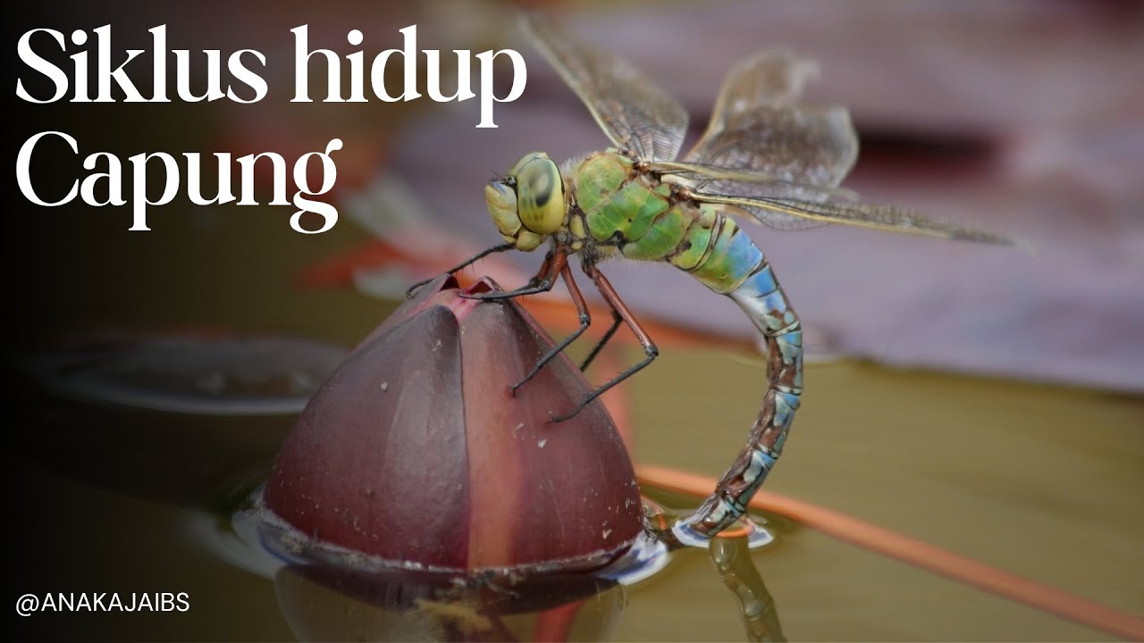 siklus hidup capung - YouTube