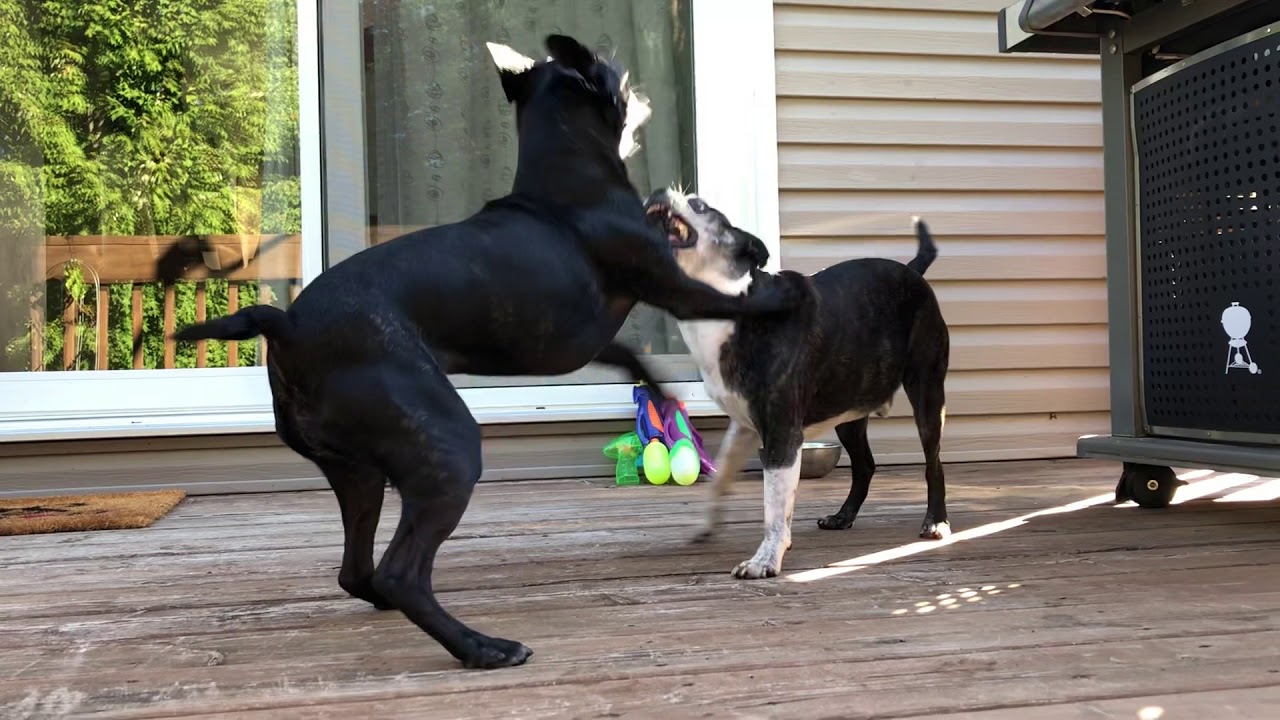 Boston Terriers playing - YouTube