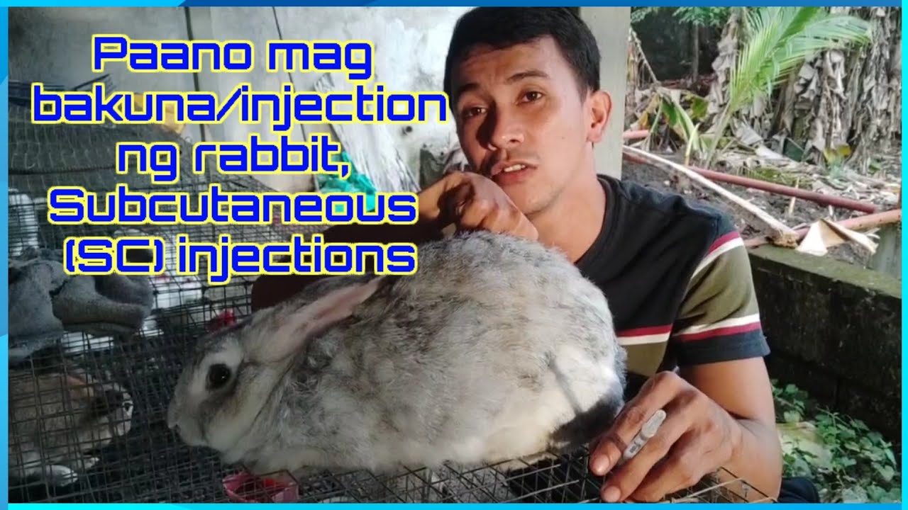 Paano mag bakuna/injection ng rabbit, Subcutaneous (SC) injections # ...