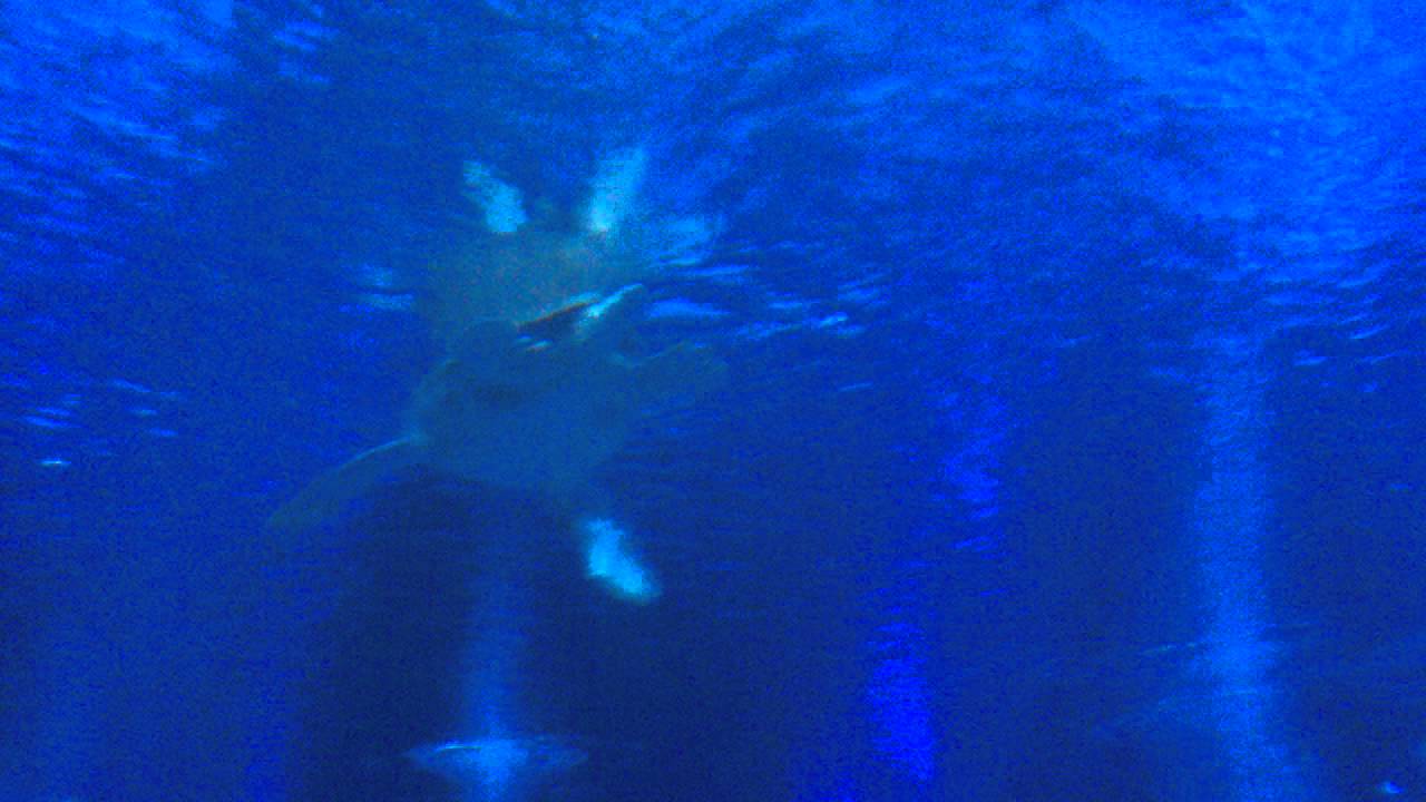 Sea Turtle at Walt Disney World Epcot Center Aquarium - YouTube