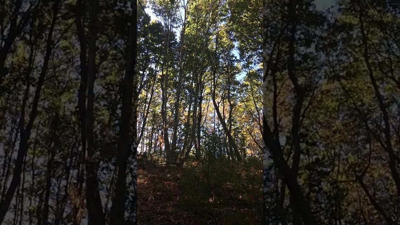 Bosco di castagne! - YouTube