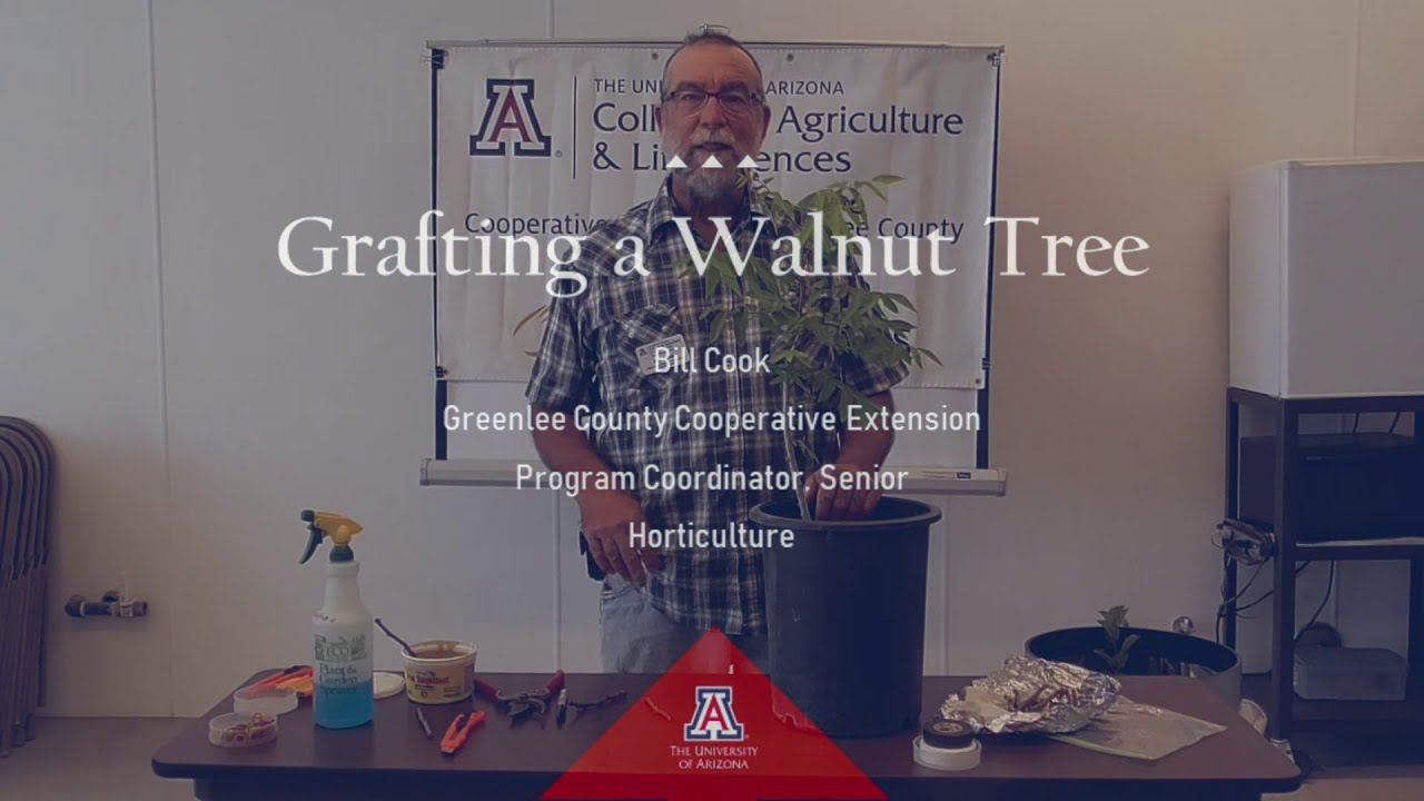 Tree GRAFTING | Step-by-step HOW-TO: Graft an English Walnut onto an ...