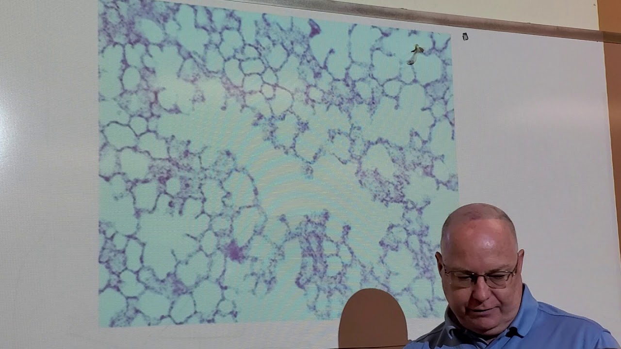Professor Long 2402 Lab Respirtatory Slides - YouTube
