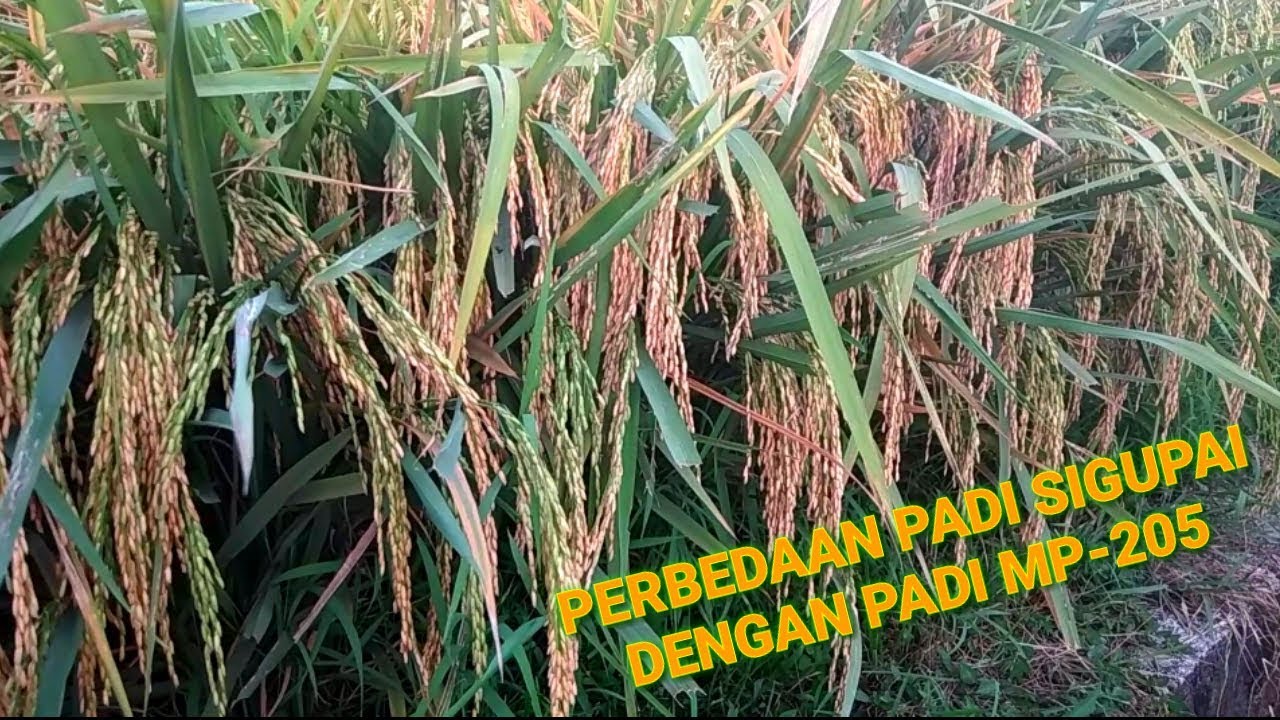 Perbedaan Antara Padi Sigupai Dengan Padi MP-205 - YouTube
