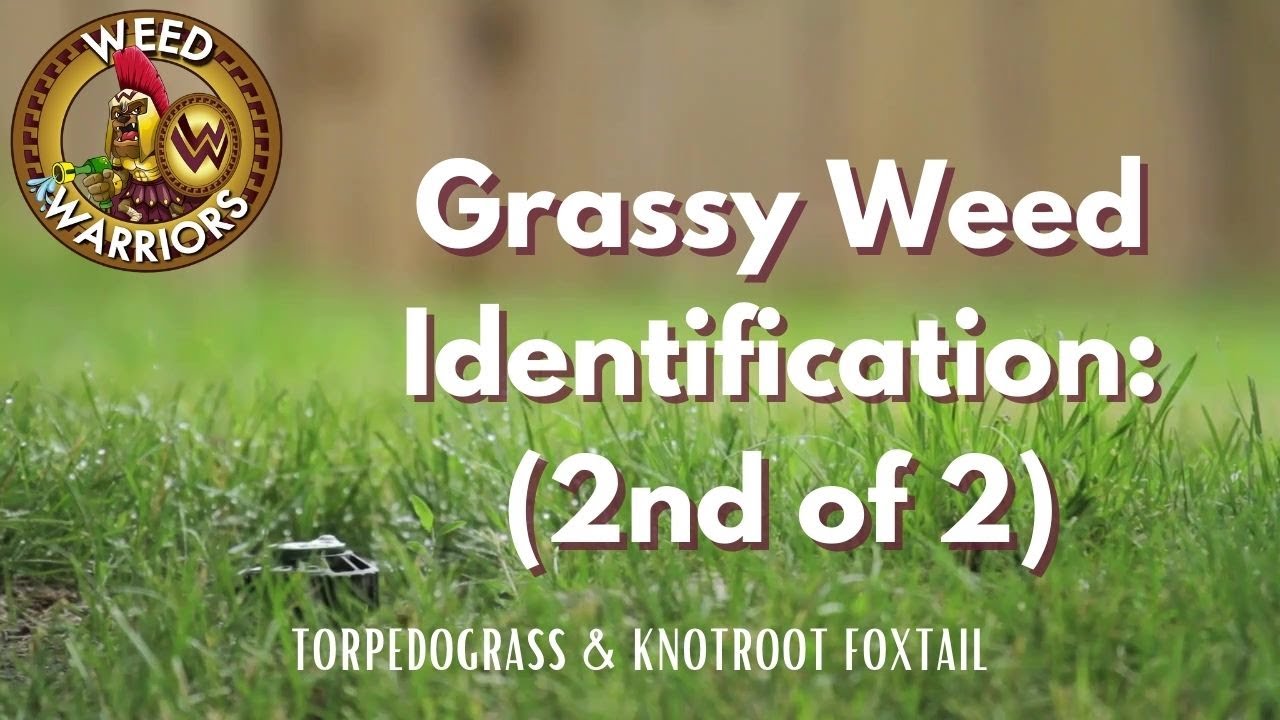 Grassy Weed Identification (2 of 2) - YouTube