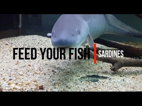 The Aba Aba Knife Fish - Feeding - Sardines - YouTube