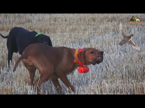 AV KÖPEĞİ İLE MÜKEMMEL BILDIRCIN AVI🔥İNGİLİZ POİNTER AV KÖPEĞİ BILDIRCIN AVI 🔥QUAIL HUNT