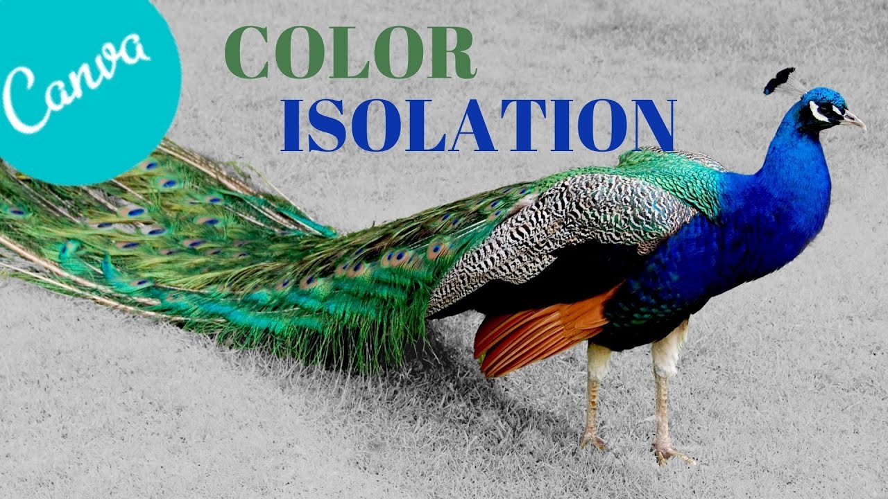 How to Isolate Colors in Canva - YouTube