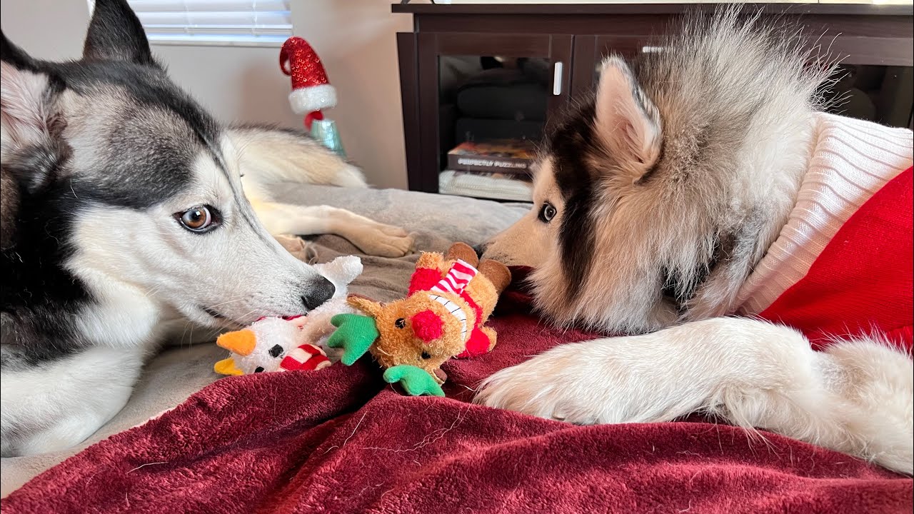 Siberian Husky brothers arguing! 🤣🤣 - YouTube