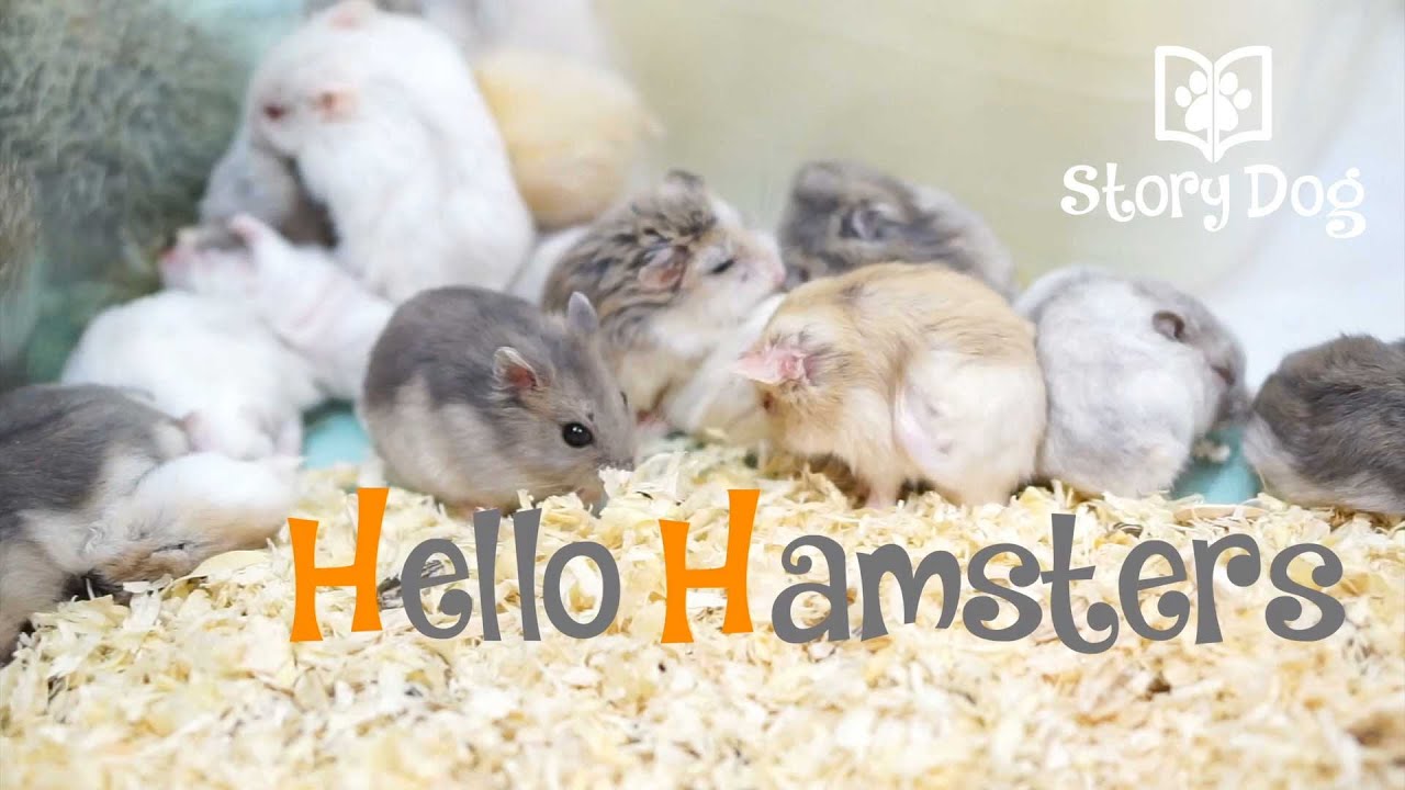 Hello Hamster | A music video by Story Dog - YouTube
