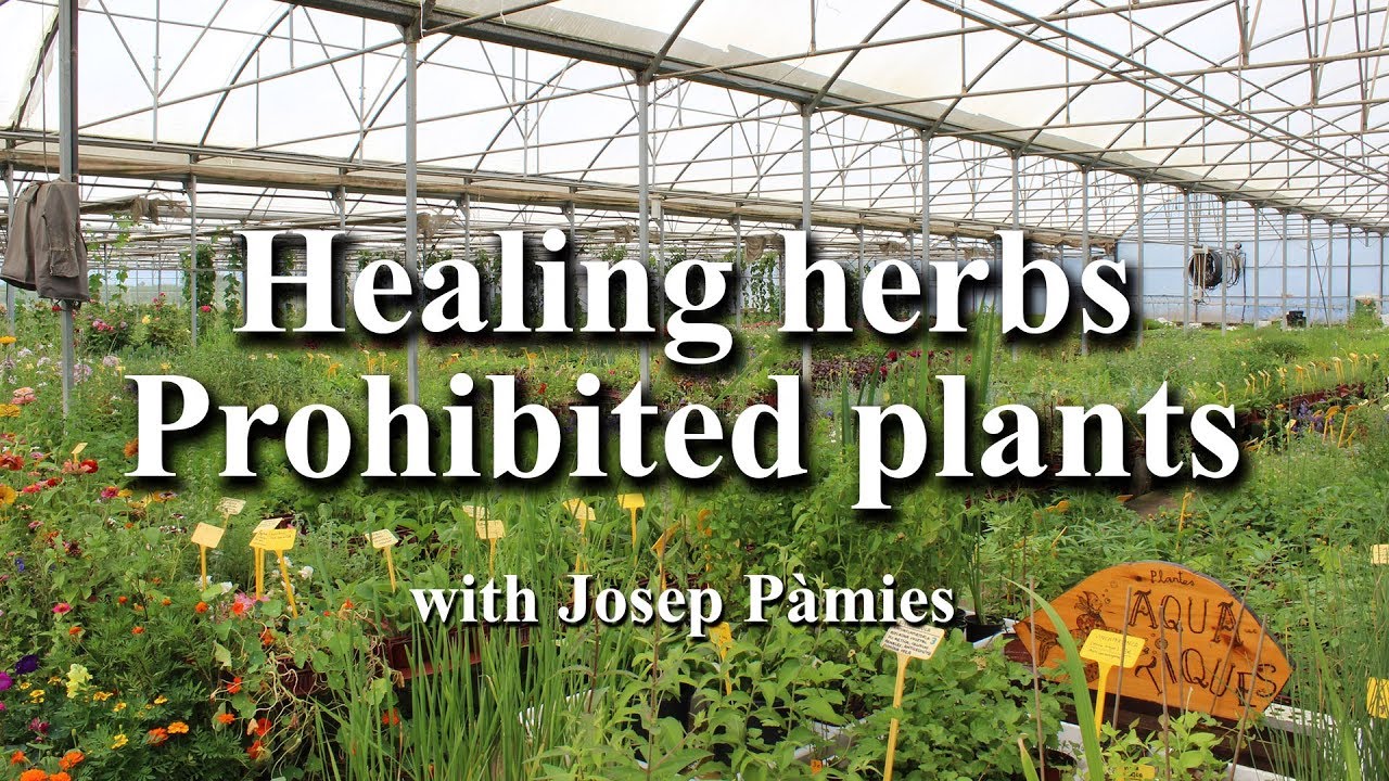 Healing Herbs, Prohibited Plants (English subtitles) - YouTube