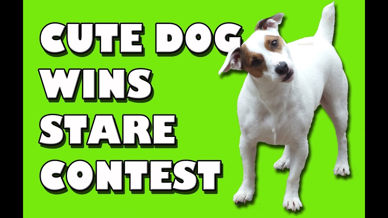 Cute dog wins stare contest - YouTube