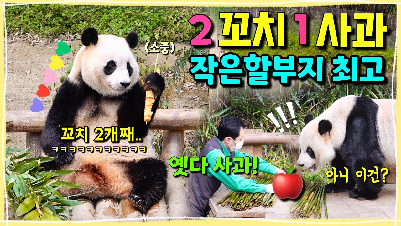 Ep170 푸바오 올해 첫 꼬치 먹던 날🥕2개나 먹고 심지어 귀한 사과🍎까지 등장한 이 날의 판다월드 작은할부지 최고에요🙋🏻♂️에버랜드 판다월드 Youtube