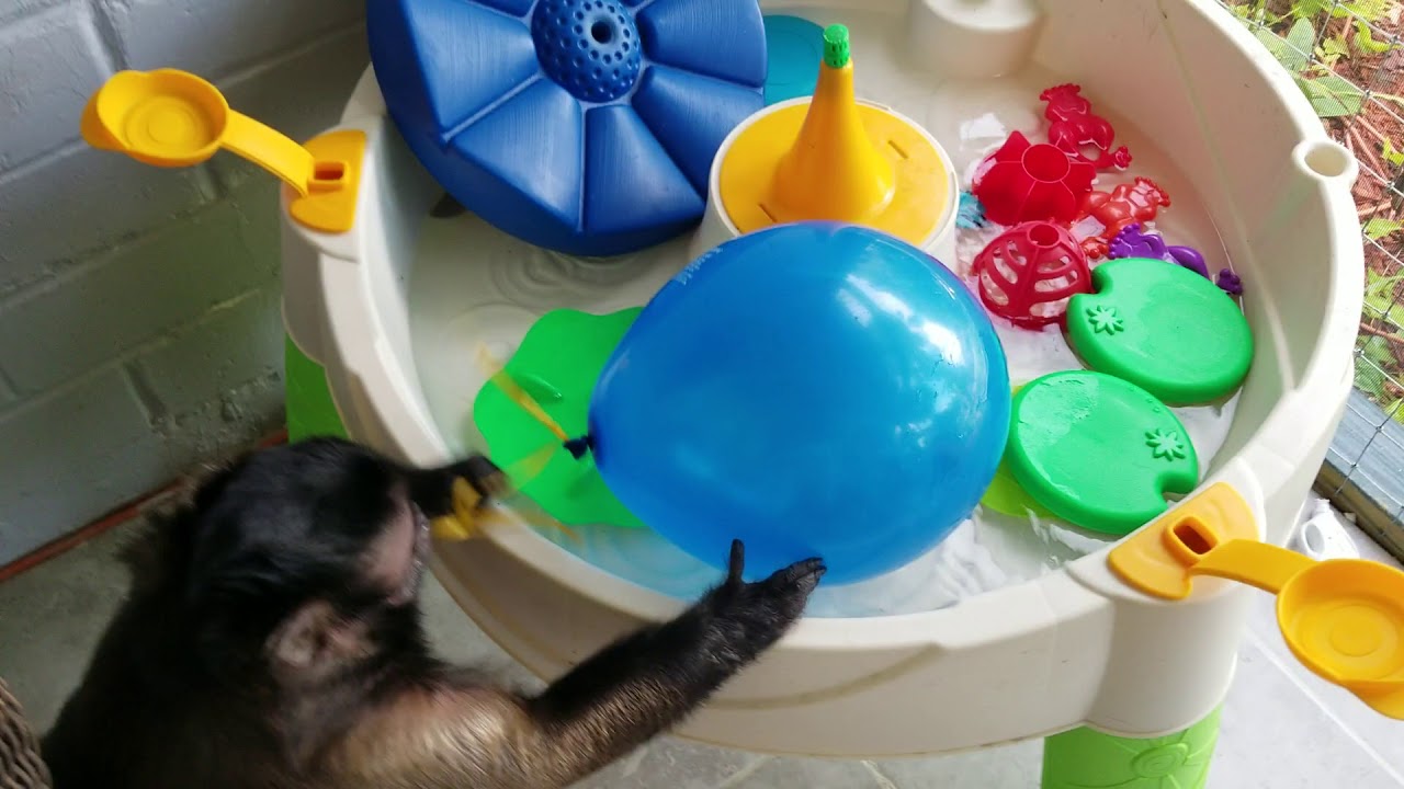 Monkey Balloon Popper - YouTube