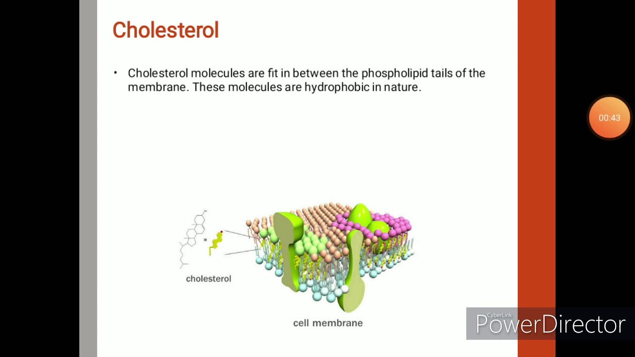 Protoplast (Protoplasm + Cell membrane) || Chapter - Cell Biology ...
