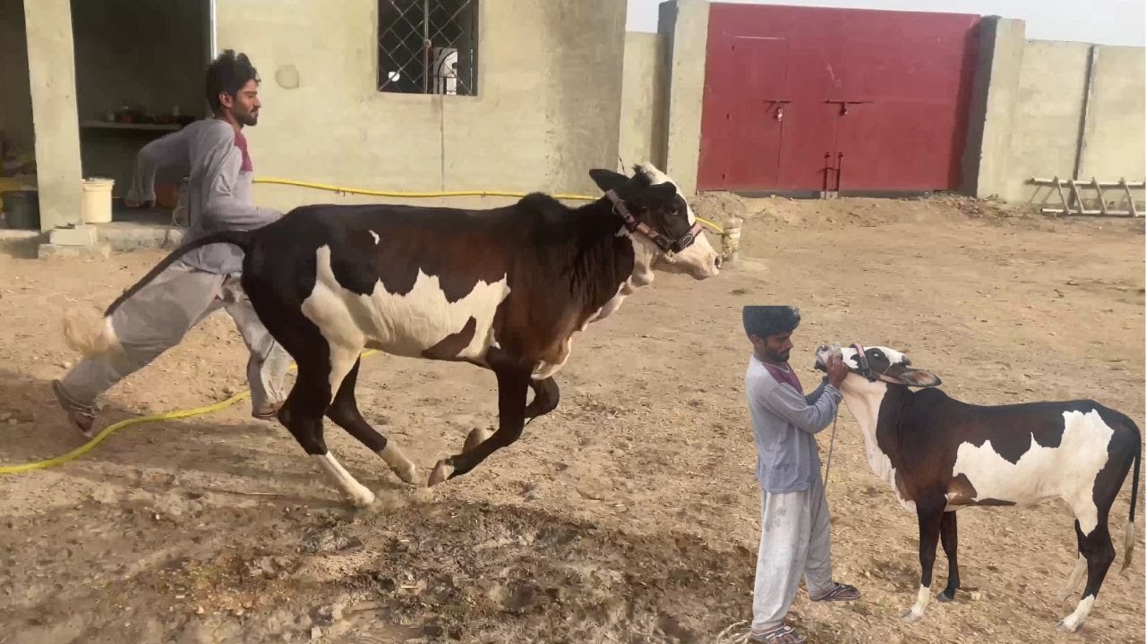 Before and After | Weight Gain | Cattle | Farming - YouTube