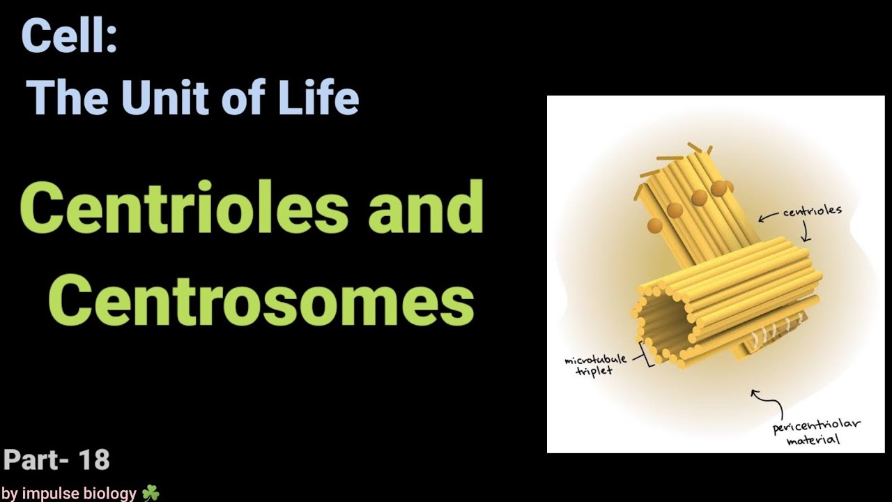 Centriole and centrosome class 11|| cell: the unit of life - YouTube