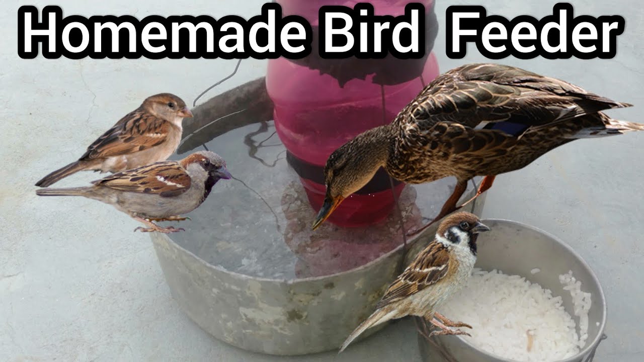 How To Make A Bird Water Feeder - YouTube
