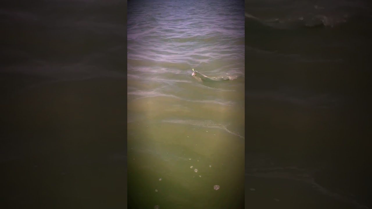 Second clip provided by Capt Trey Prye - YouTube