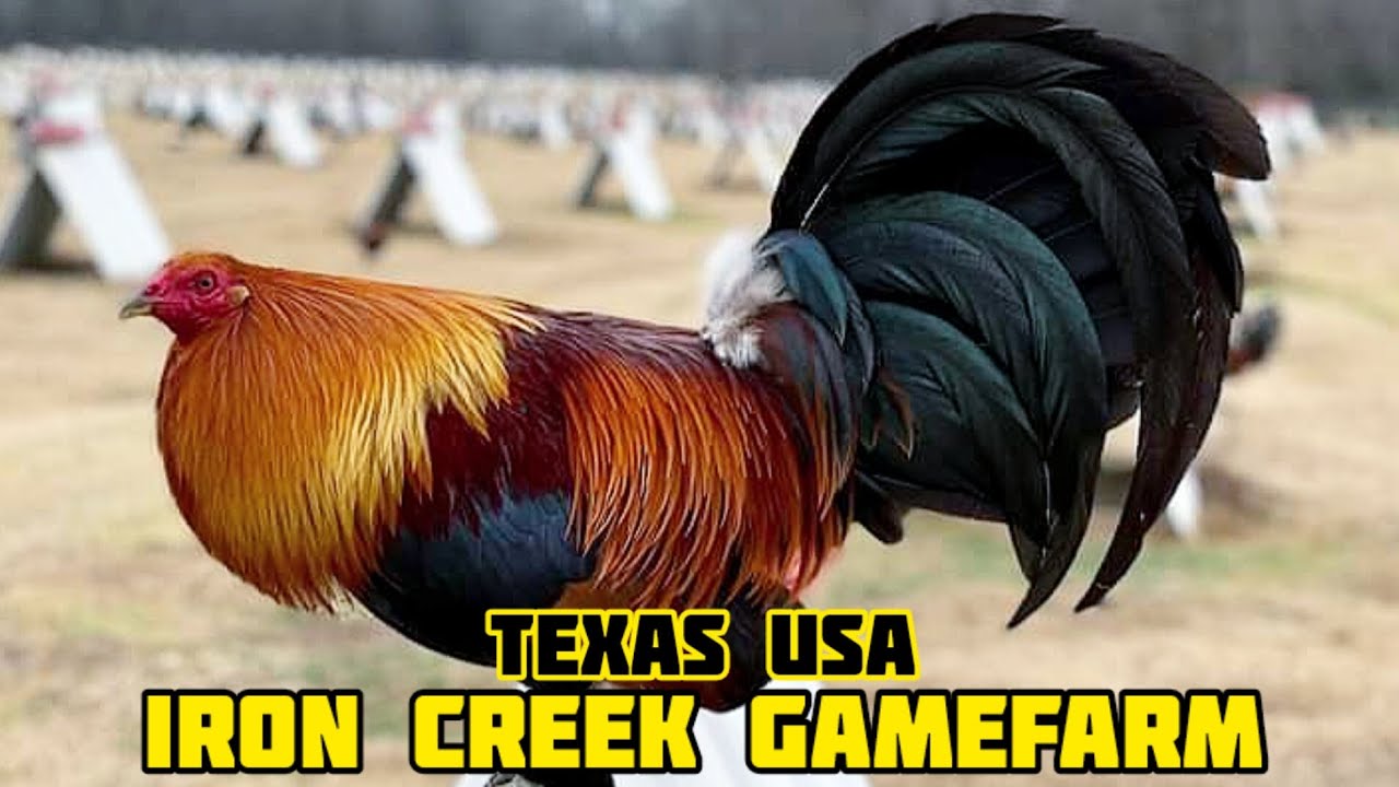 Bates Hatch - Iron Creek Gamefarm - YouTube