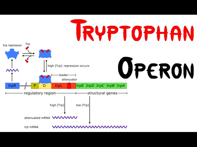 Tryptophan Operon