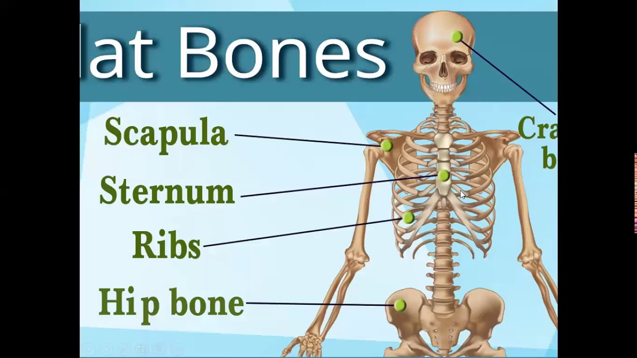 Gen. Anatomy - Osteology (2) - YouTube