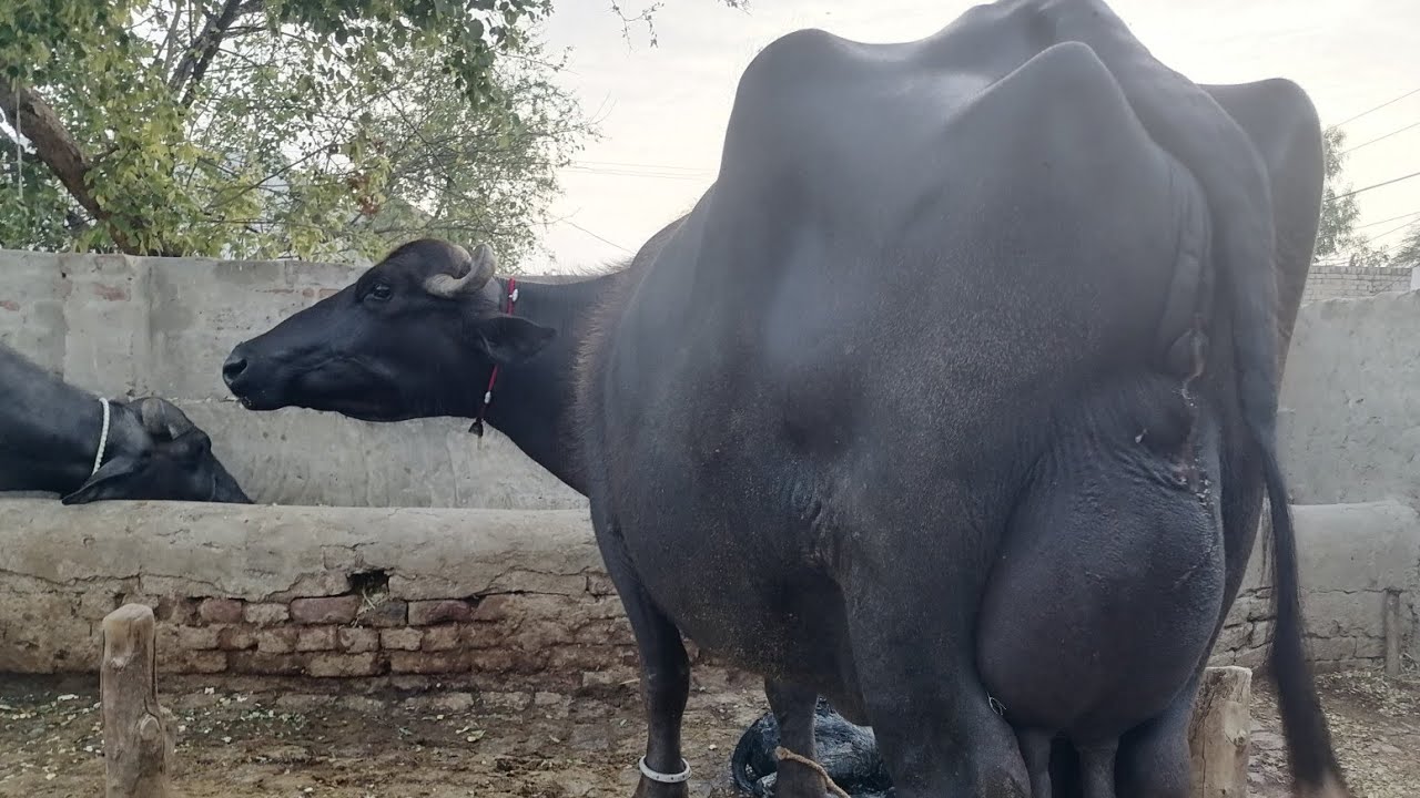 Beautiful Nili Ravi Buffalo for sale in pakistan on youtube May 28 ...