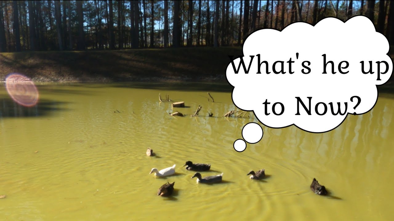 Sneak Attack on the Duck Mafia and More Rain - YouTube