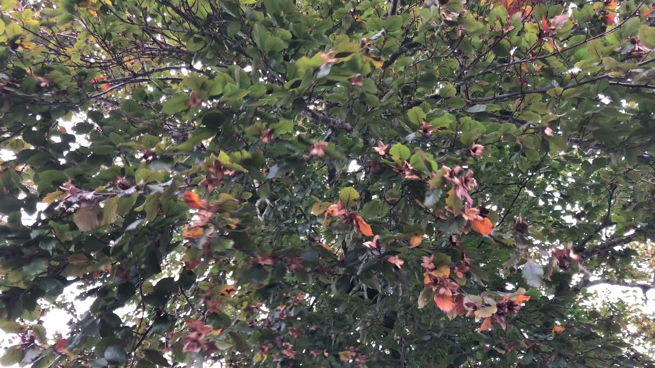Copper Beech - branches, leaves & mast / fruit - October 2021 - YouTube